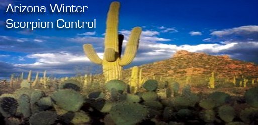 Winter Time Scorpion Control in Arizona